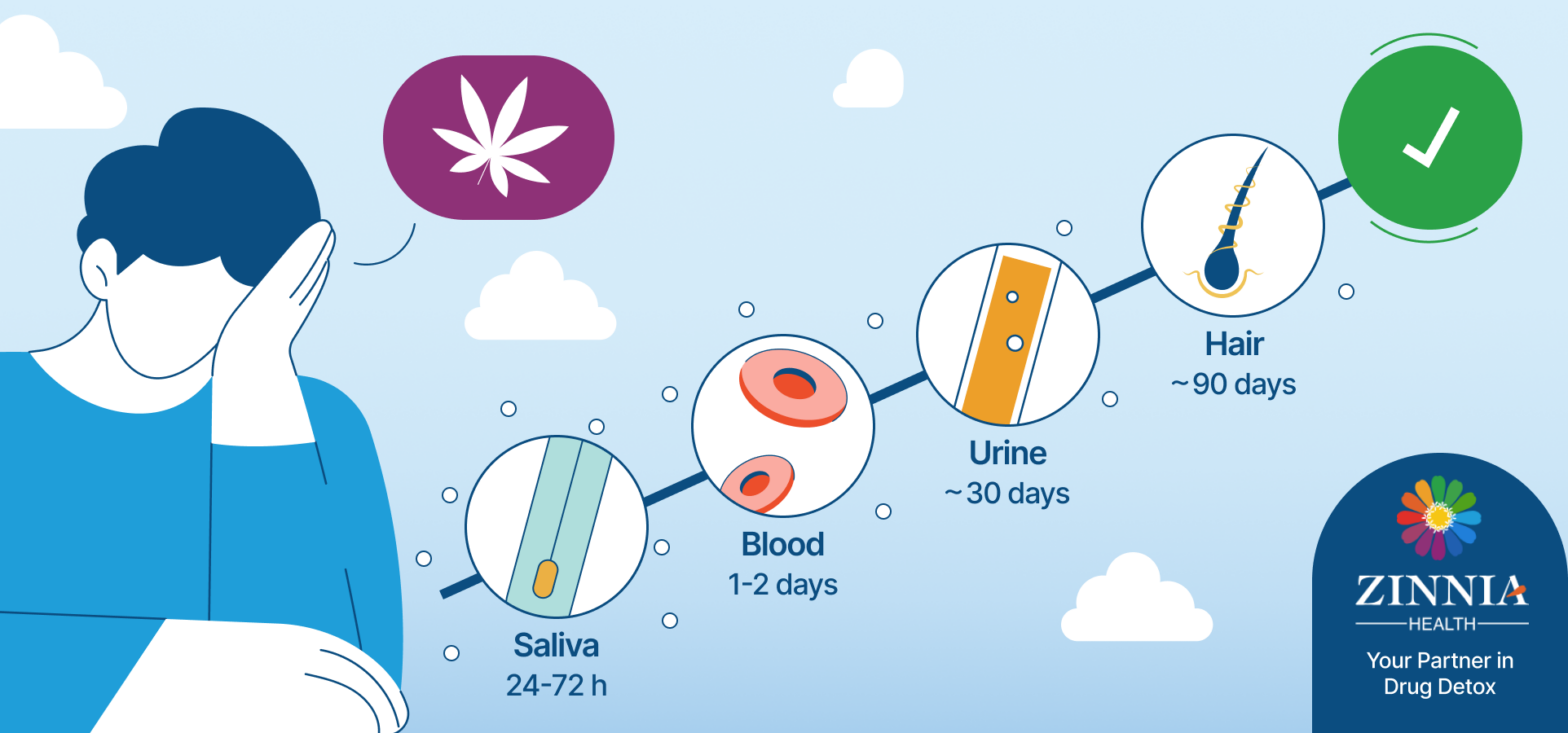 How Long Does Marijuana Stay in Your System? (Hours - Days)